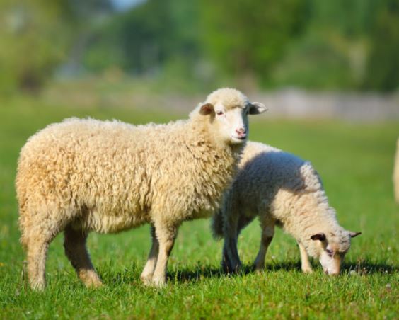 Sheep – wholesomenova